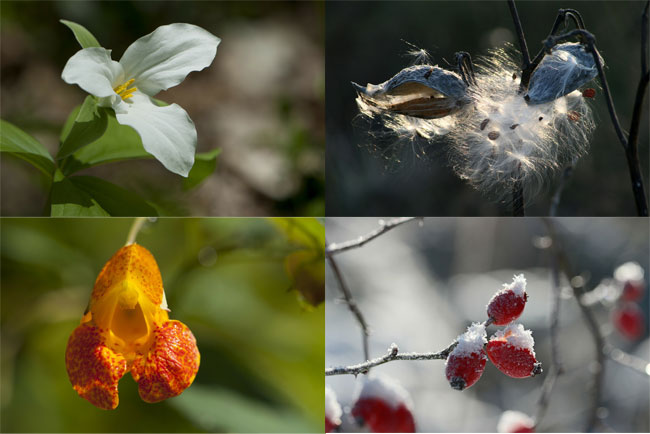 phenology-650px - THOMAS MEMORIAL LIBRARY
