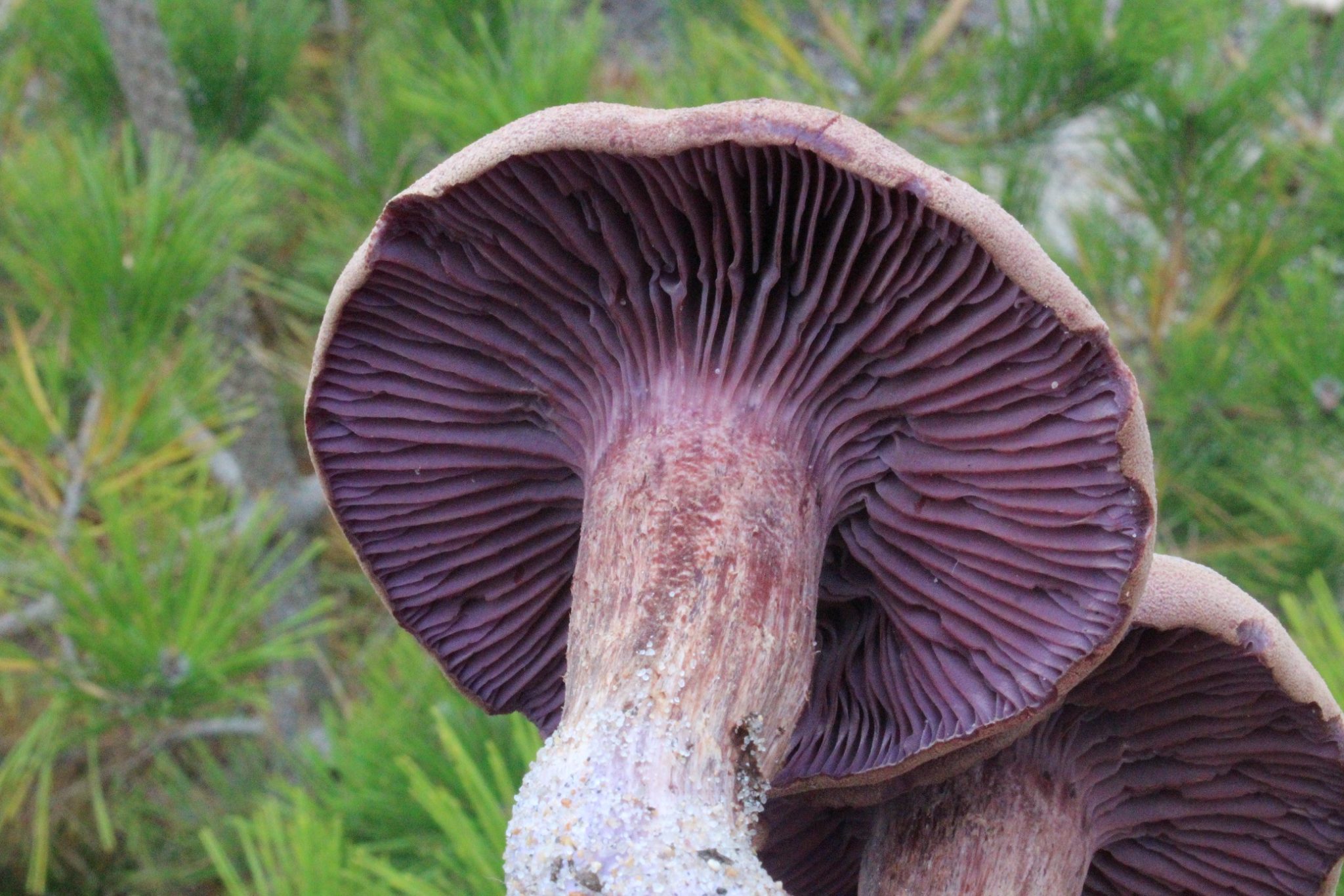 Sand Laccaria photo - smaller - THOMAS MEMORIAL LIBRARY